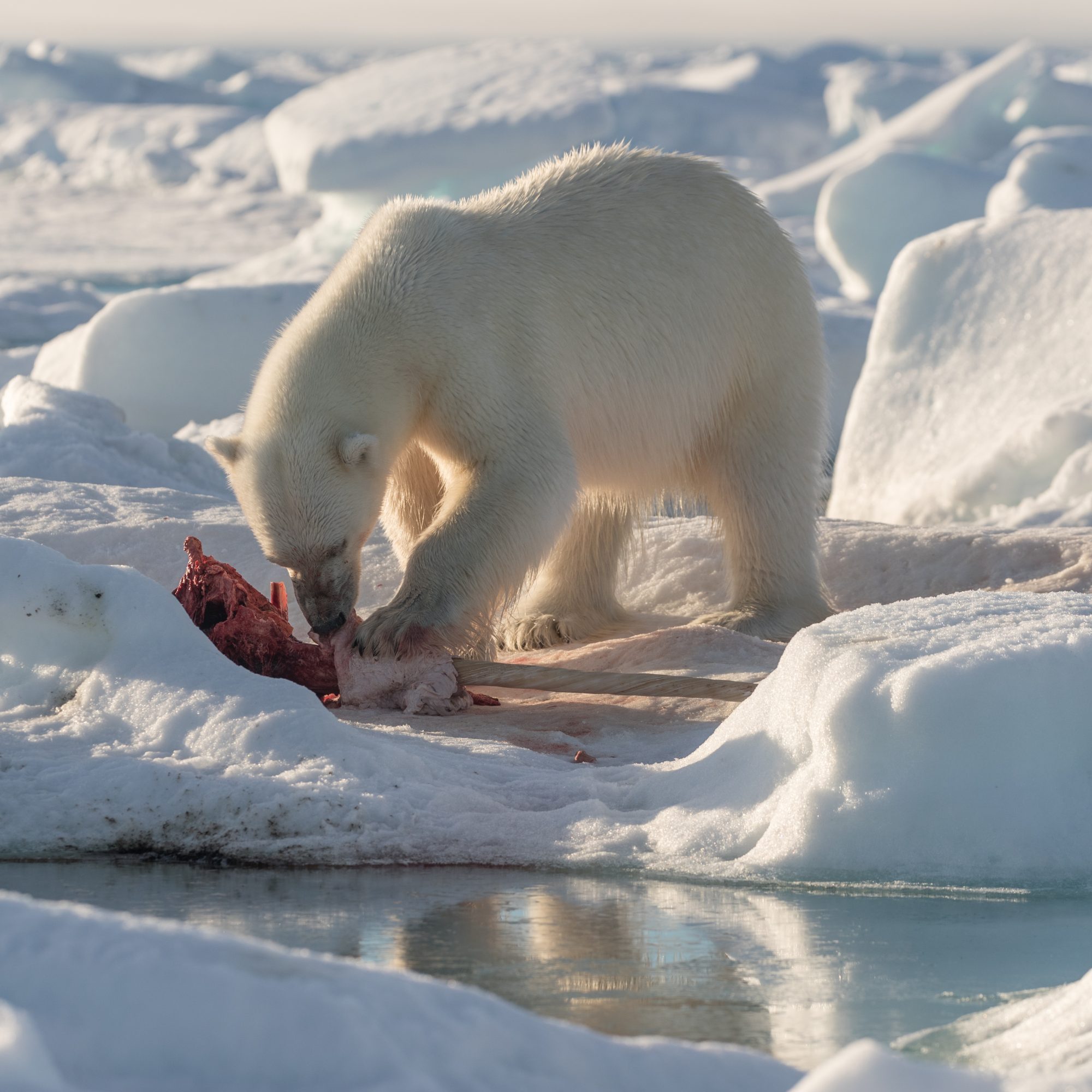 Narwhal Vs Polar Bear