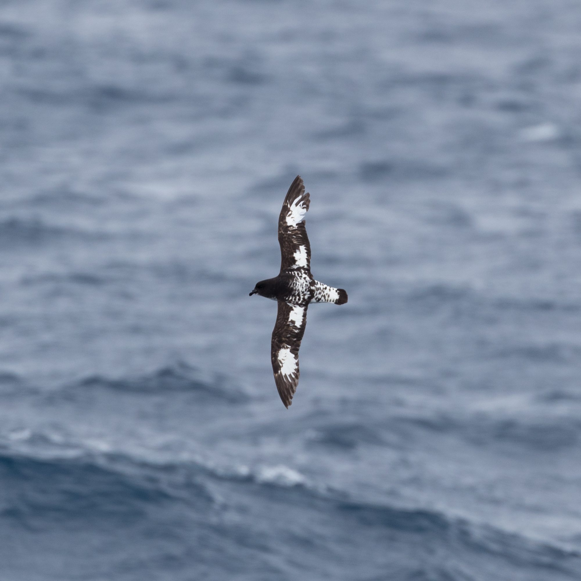 Cape Petrel, Southern Ocean, 2018 - Graham Boulnois