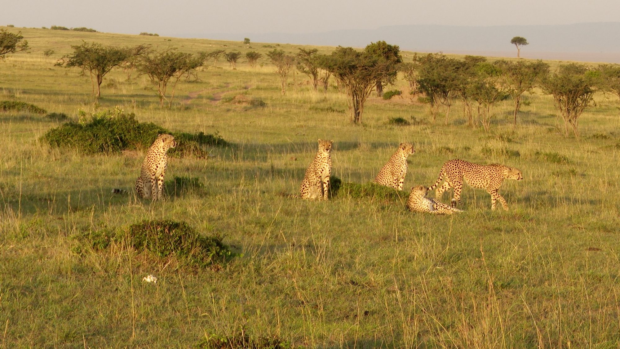 Cheetah coalition - Graham Boulnois