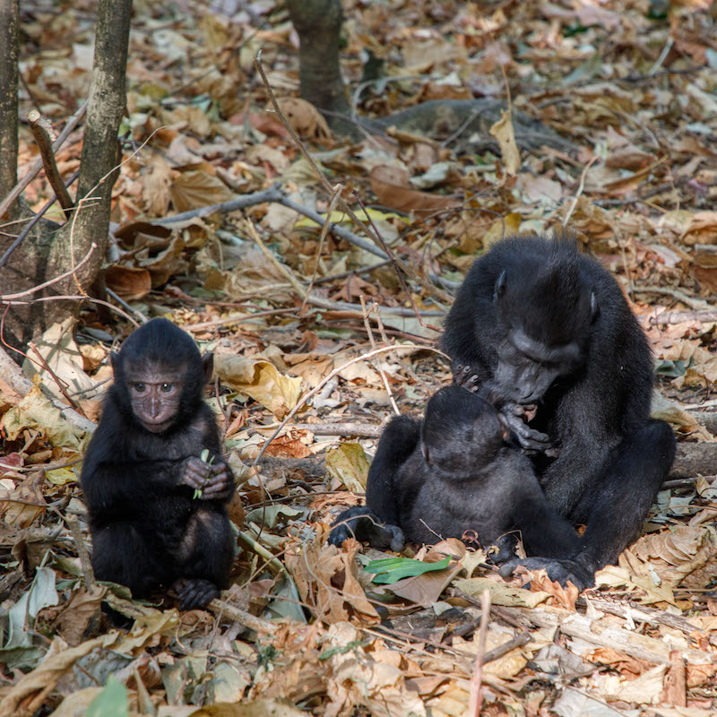 Young Crested Black Macaques playing in the forest - Graham Boulnois