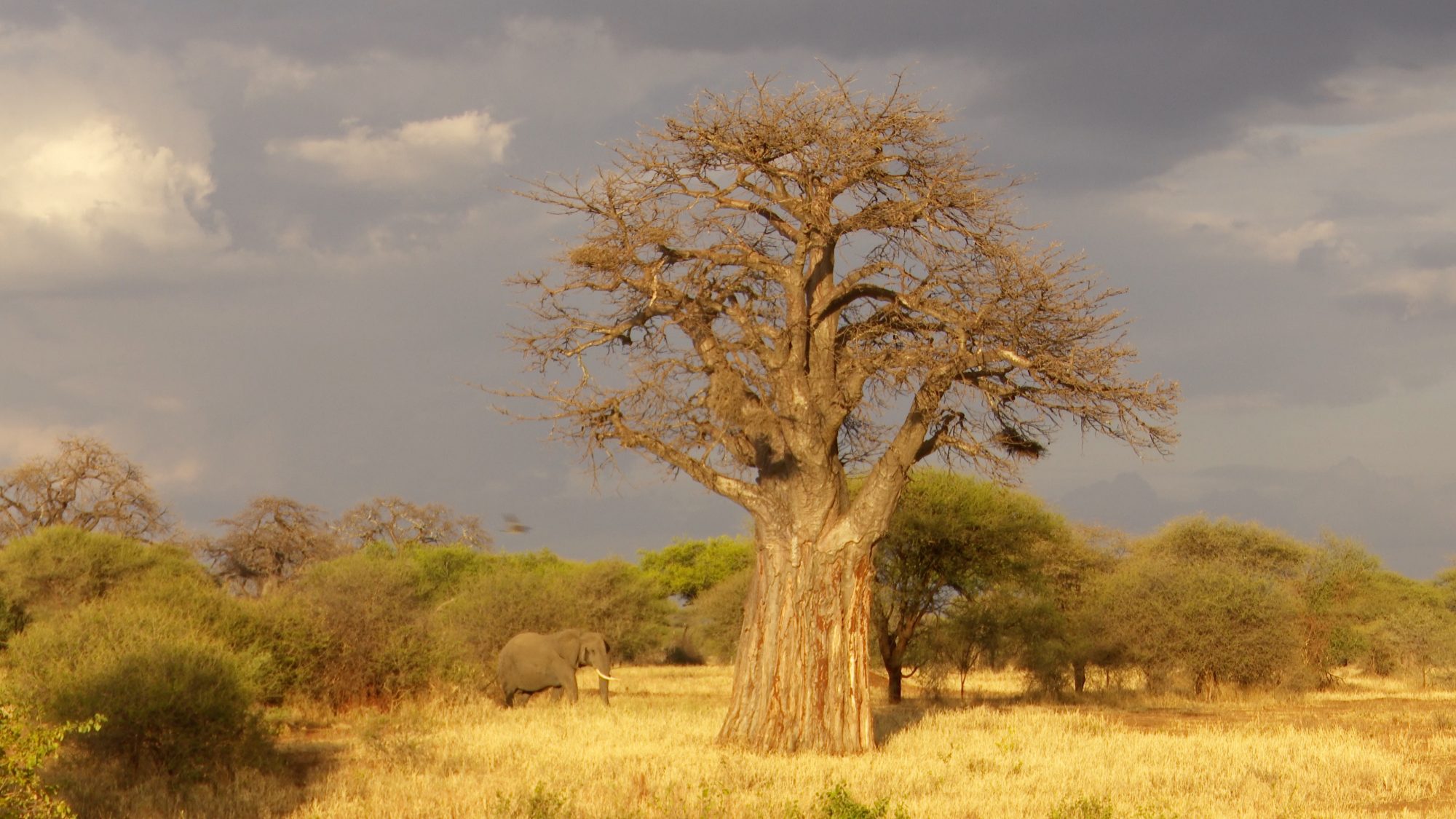 Elephants around the baobab tree - Graham Boulnois