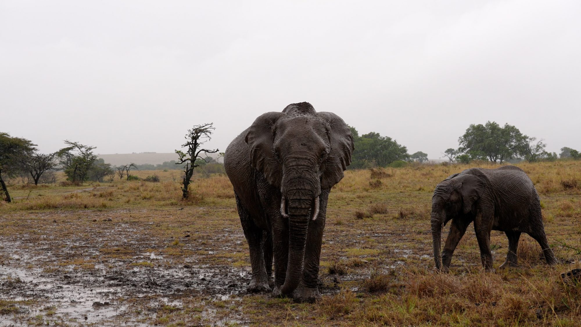 Elephants enjoy the rain - Graham Boulnois