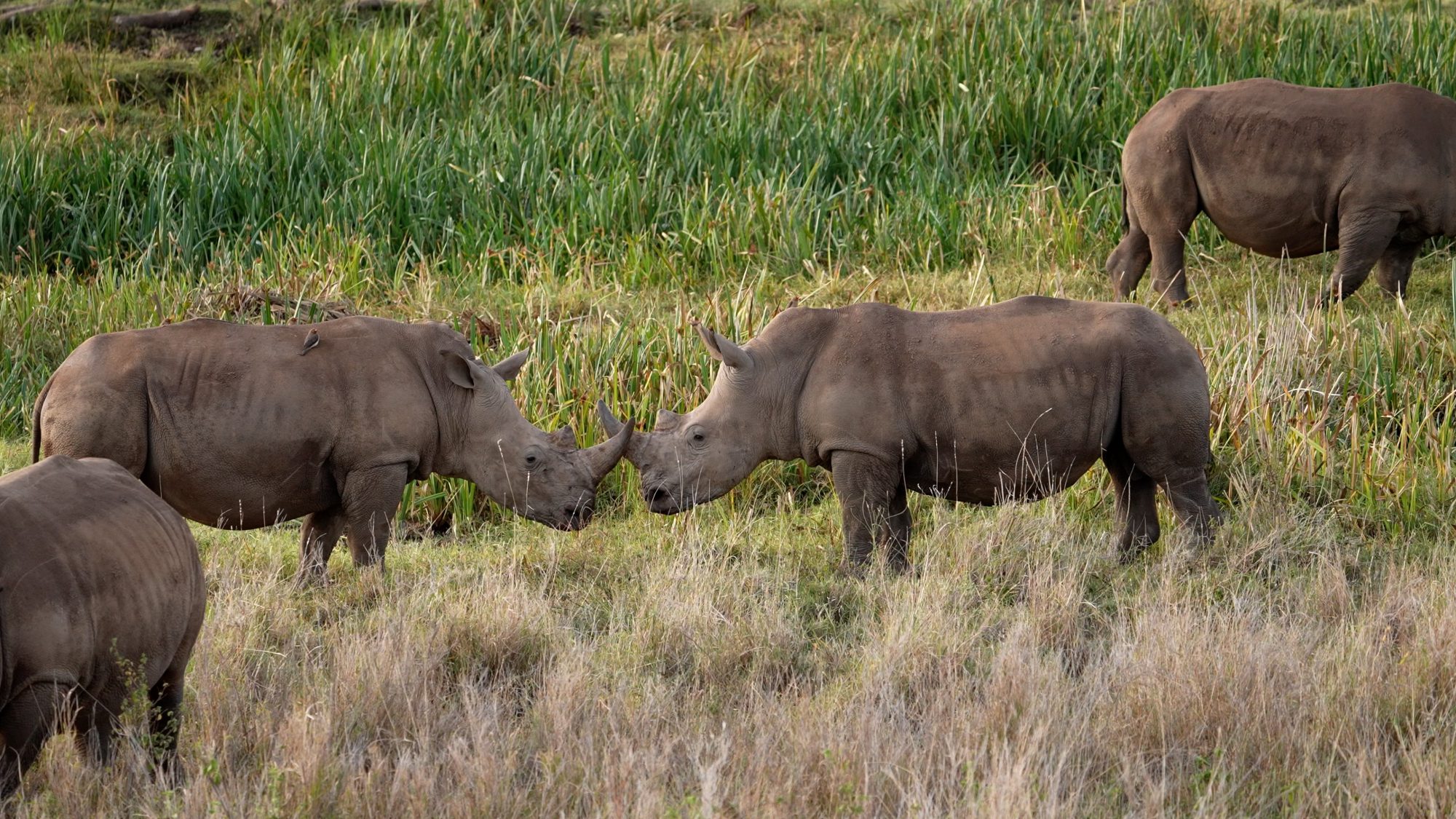 A crash of White Rhinos - Graham Boulnois