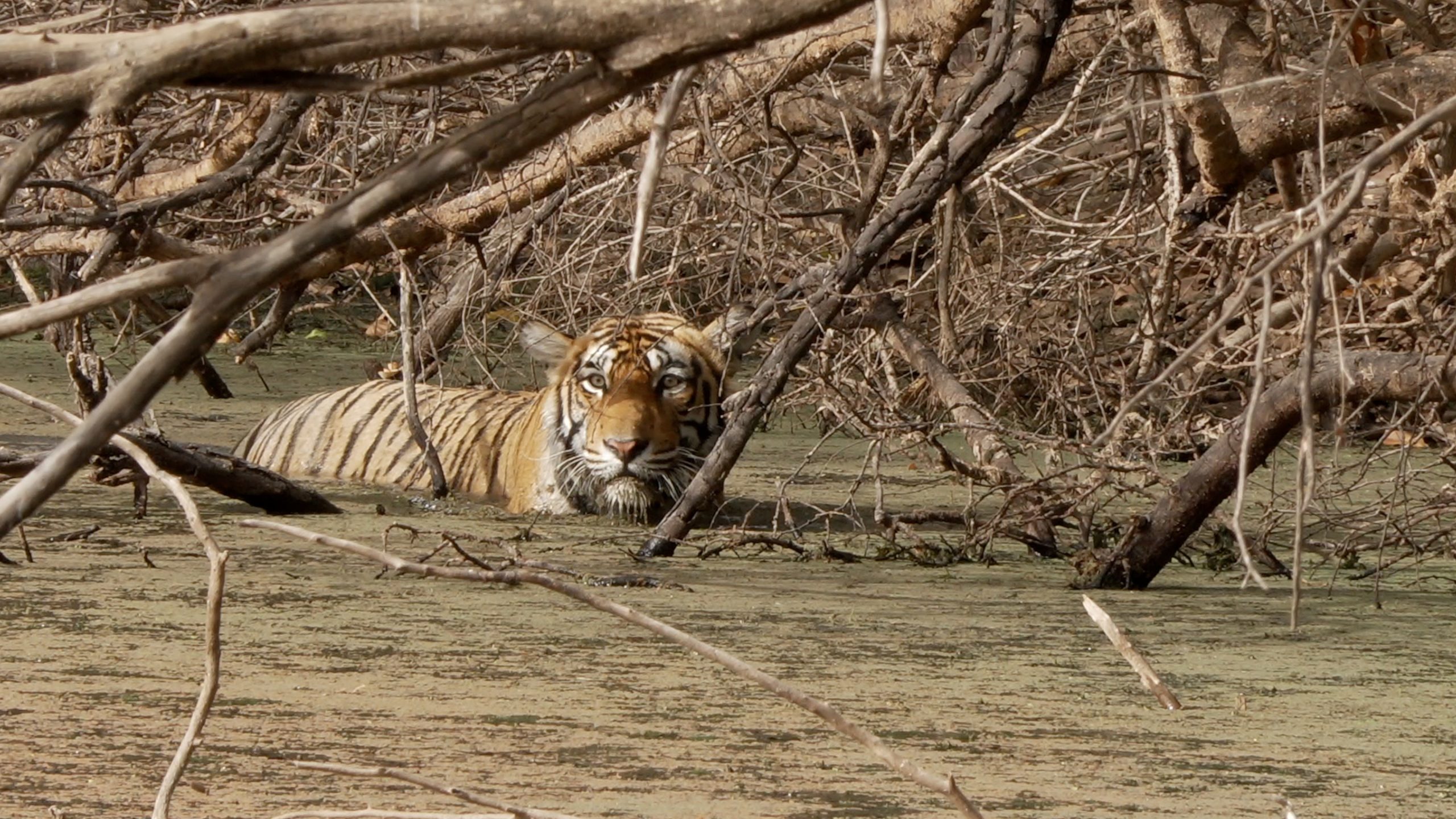 A male Tiger along the lake shore in Ranthambhore National Park, India ...