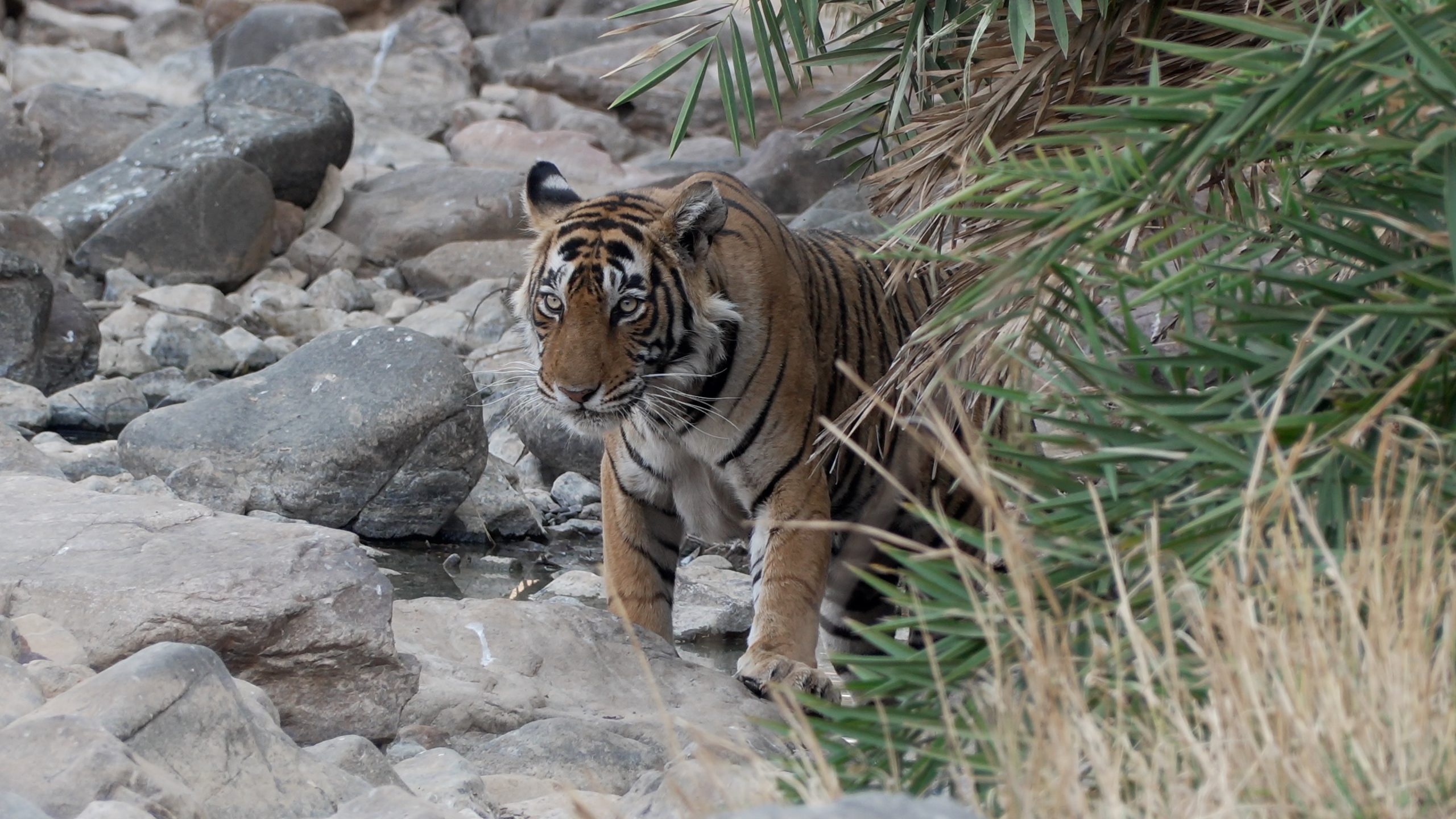 Noori, a fabulous female tiger - Ranthambhore, India 2025 - Graham Boulnois