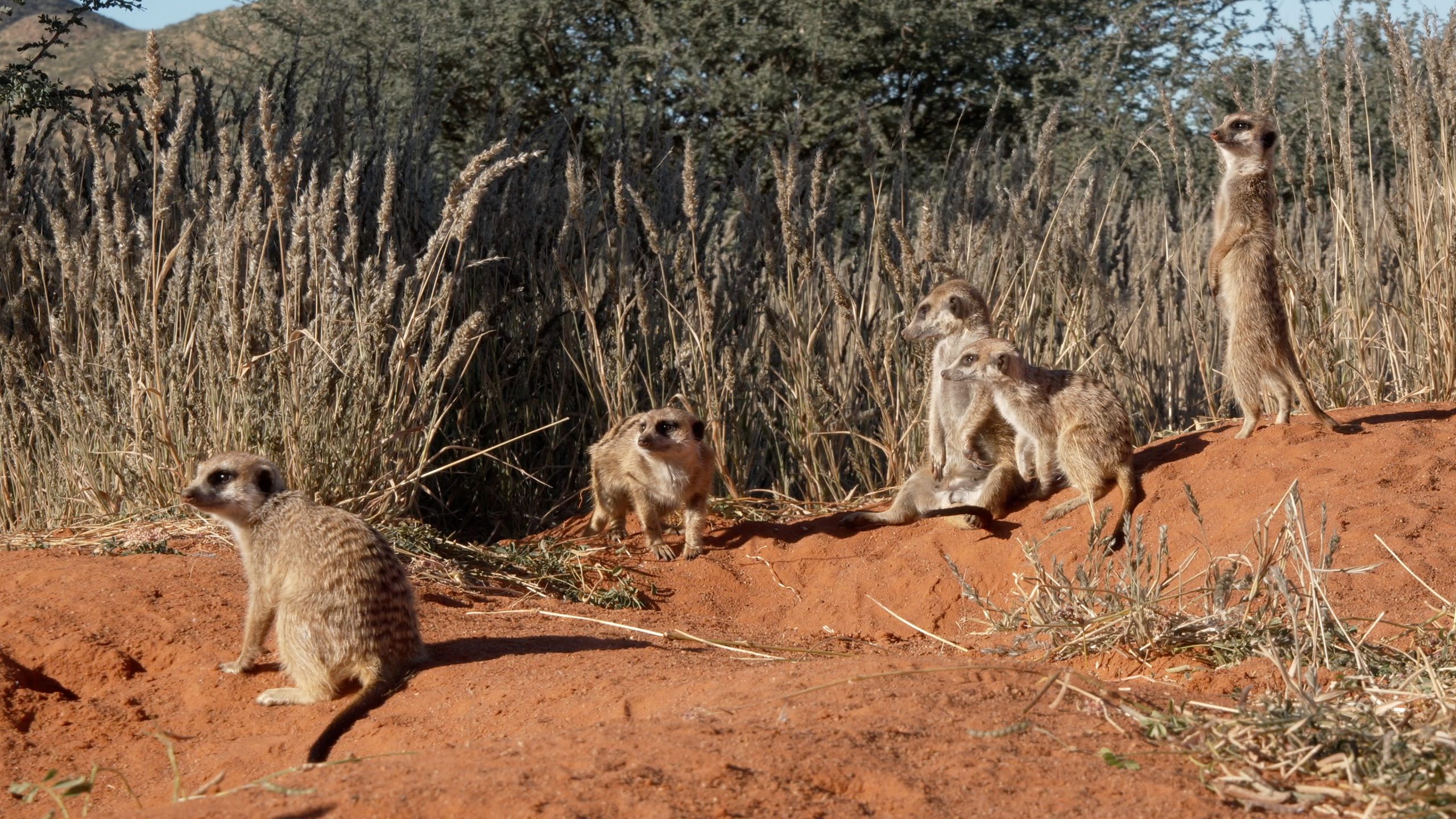 Magical Meerkats in the morning light - Tswalu, South Africa 2025 ...